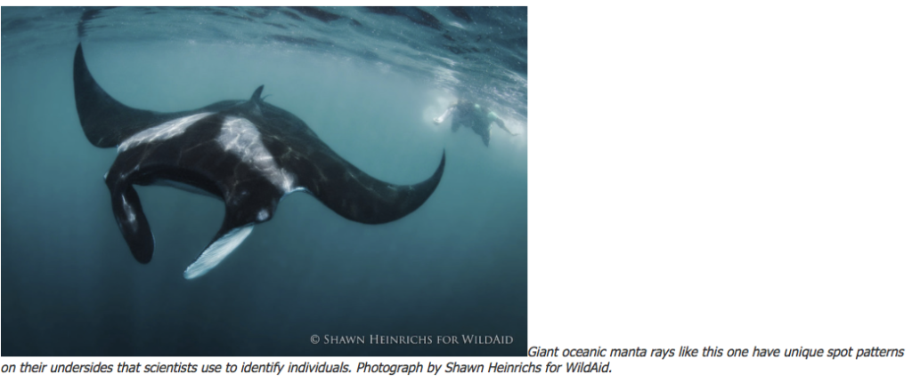 Giant oceanic manta ray size comparison - Grosbrands
