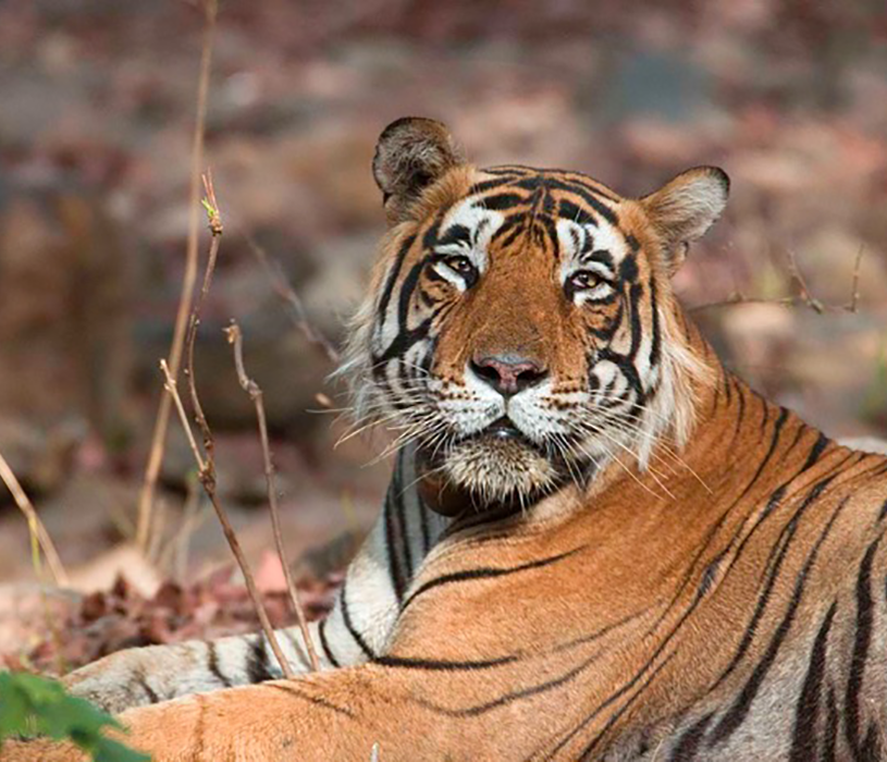 Tigers – Laurel Neme